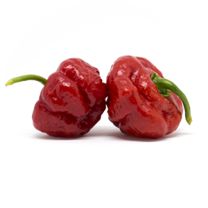 Ají Cachucha - Chilli Semínka | Chilli Pikanterie