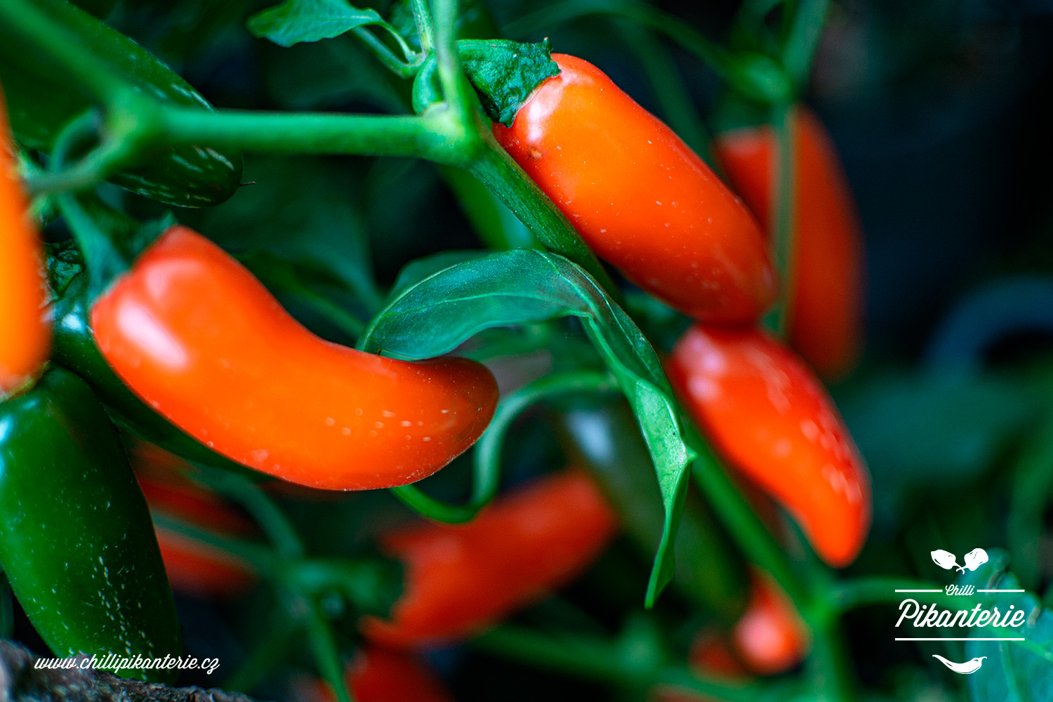 Jalapeno Orange Spice - Chilli Semínka | Chilli Pikanterie