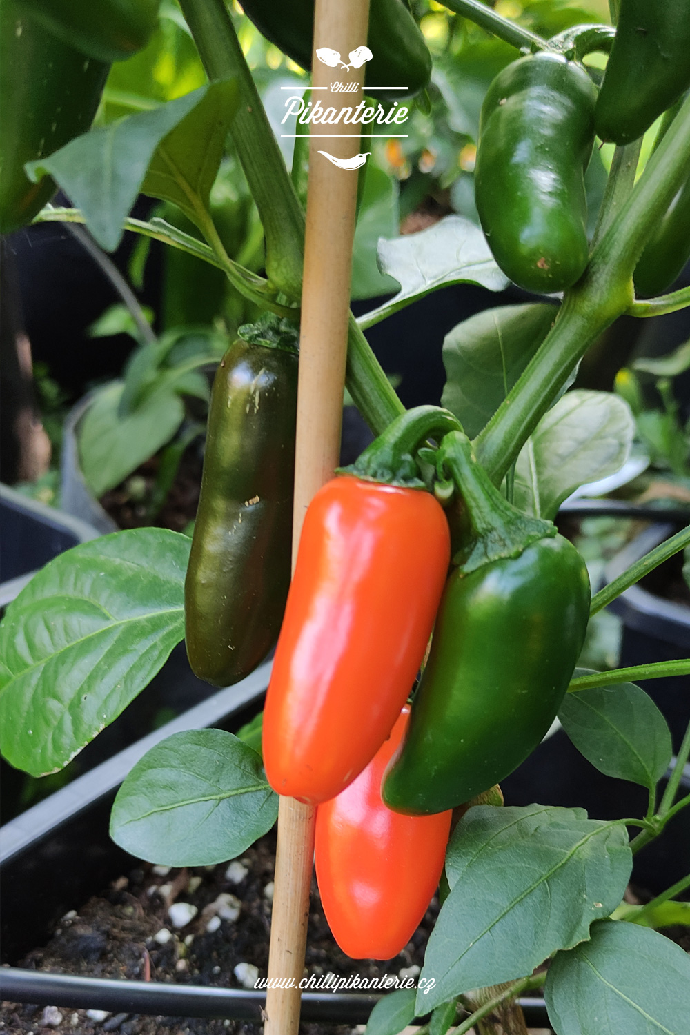 Jalapeno Orange Spice - Chilli Semínka | Chilli Pikanterie